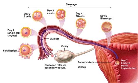 How Soon After Unprotected Sex Can Pregnancy Symptoms Occur Vagoxahyk