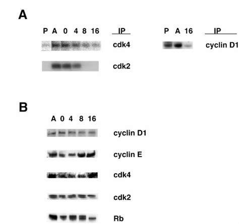 Comparison Of Kinase Activity And Cdk Cyclin Levels In Proliferating Download Scientific