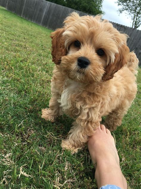 Cocker Spaniel Poodle Pomeranian Mix