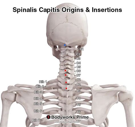 Spinalis Muscle Anatomy Bodyworks Prime