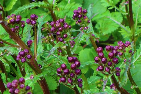 Floral009 Photograph By Isabela And Skender Cocoli Pixels