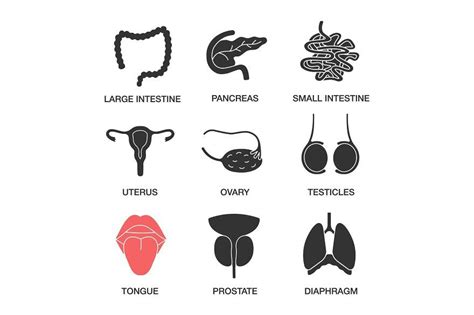Human Internal Organs Icons Set