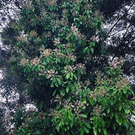 Green Buttonwood Conocarpus Erectus — Florida Native Plants Nursery