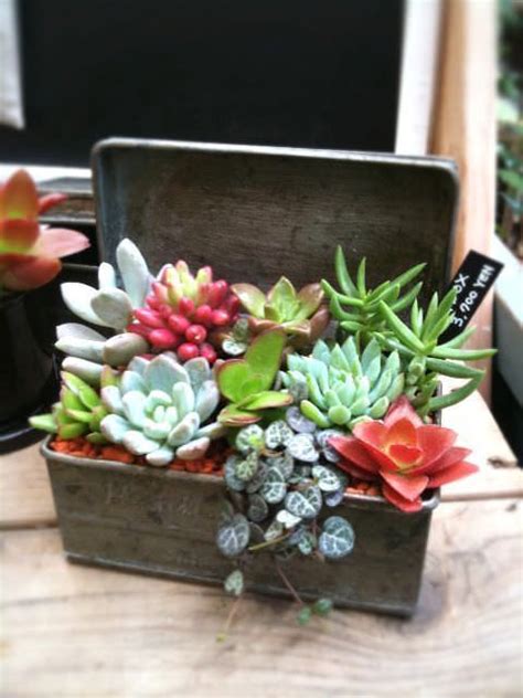 Sedum Projects And Diy Succulent Planters • The Garden Glove