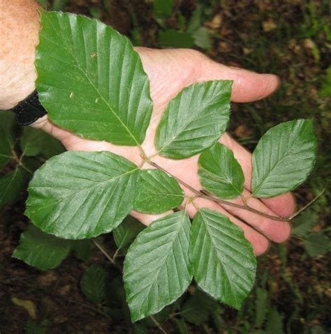 Beech Tree Guide Uk Common Beech Tree Identification