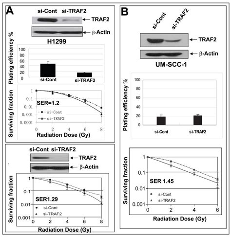 Growth Inhibition And Radiosensitization Of Glioblastoma And Lung