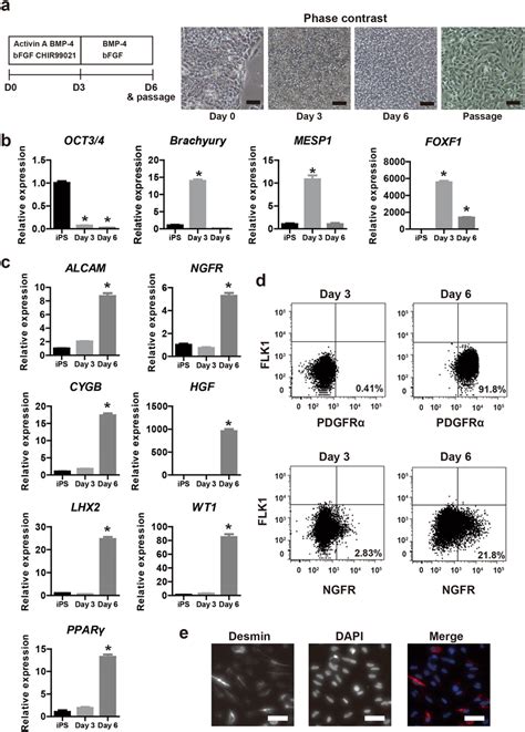Differentiation Of Hepatic Stellate Cell Like Cells Derived From Human