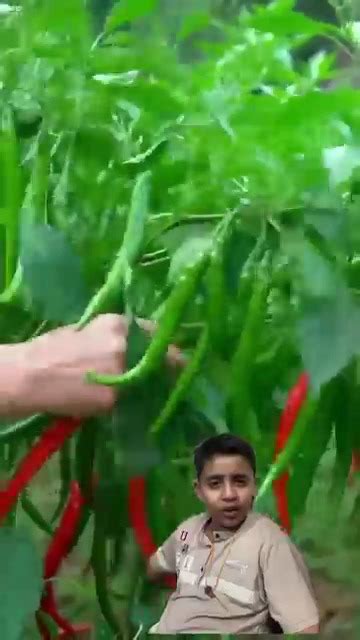 Agriculture Plant Detection Object Detection Dataset And Pre Trained Model By Agriculture Plant