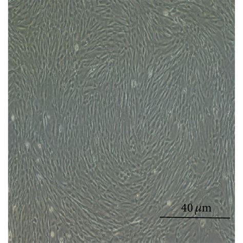 The Characteristics Of Uc Mscs A Morphology Of Uc Mscs B The