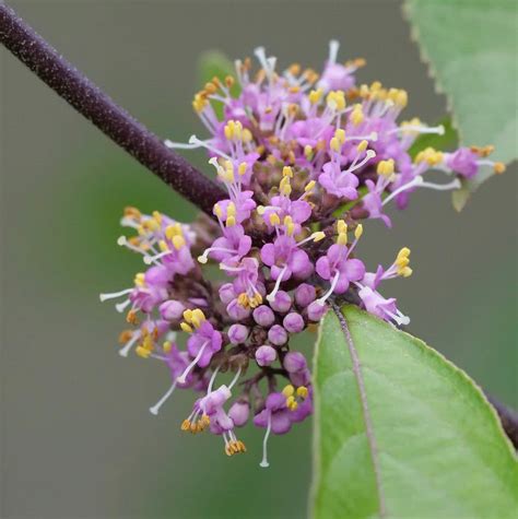 Callicarpa Bodinieri Identification Health Benefits Uses Invasive