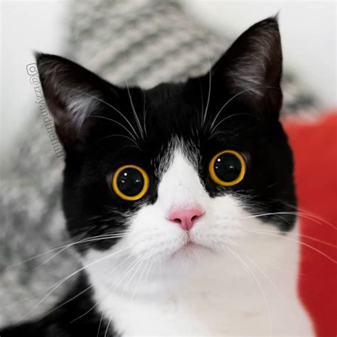 Meet Izzy The Cat With The Funniest Facial Expressions Thats Going