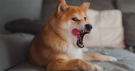 Cuál Es El Significado Del Bostezo De Los Perros Infobae
