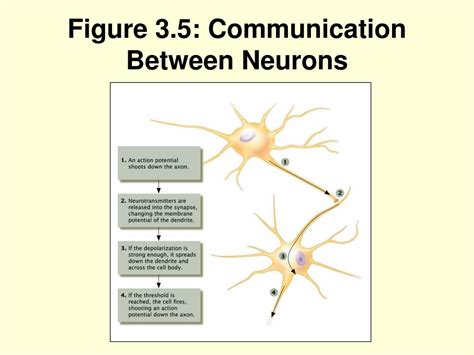 Ppt Biological Aspects Of Psychology Neuroanatomy Part I Powerpoint
