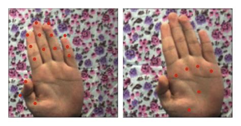The Diagram And Examples Of Hand Key Points Division A Skeleton Download Scientific Diagram