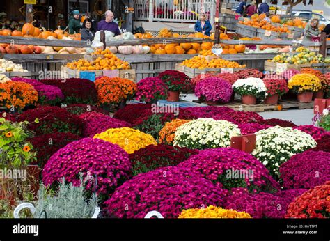 Different Color Mums
