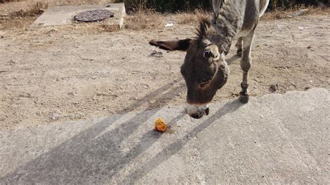 4k Of A Gray Wild Ass Eating A Fruit On A Country Road In Italy