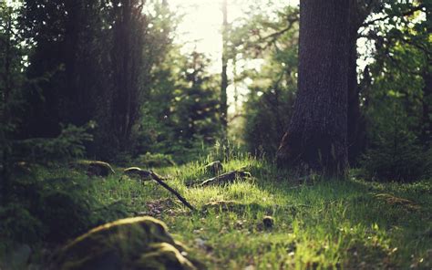 Simple Nature Wallpapers Top Free Simple Nature Backgrounds