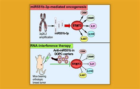 Mirna551b 3p Activates An Oncostatin Signaling Module For The
