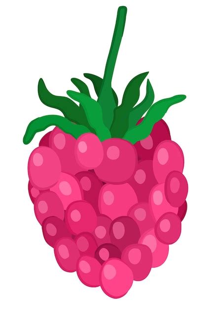 Premium Vector Bright Vector Illustration Of Raspberry Isolated On White Background