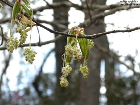 American Beech — Native Plant Scapes
