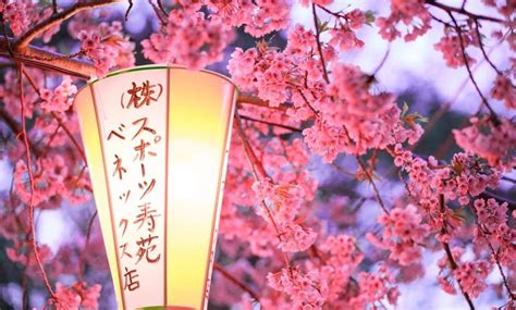 赏樱攻略 日语学习网站 日本文化 日语在线学习 日语能力考试指导 日语入门学习 知诸学院 Powered By EduSoho