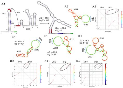 Designs Of Srna Based Yes Logic Gates We Show Four Designs A To D Download Scientific