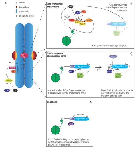 Figure 3 From The Ins And Outs Of Aurora B Inner Centromere