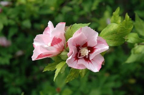 Protecting Your Hibiscus From Aphids
