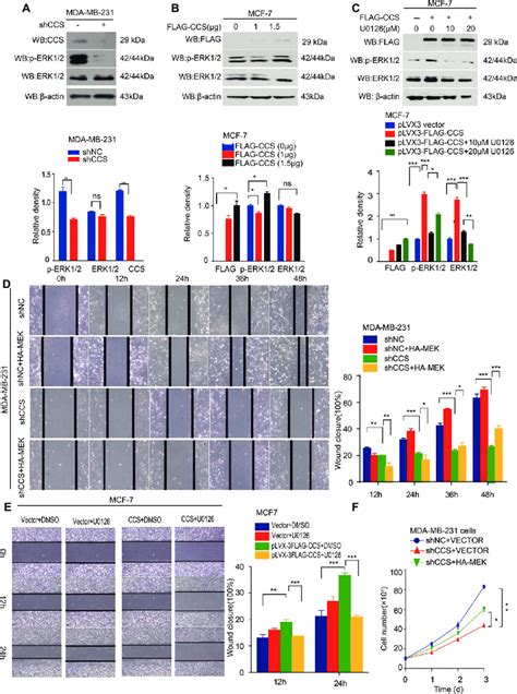 Ccs Promotes Breast Cancer Cell Migration And Cell Proliferation Via