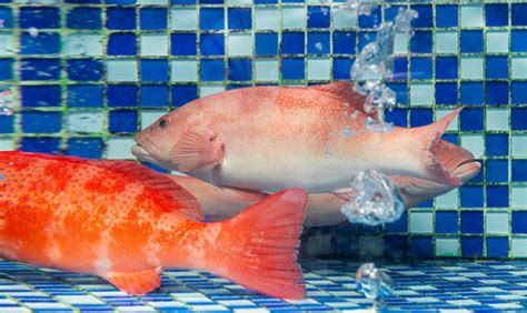 新鲜东星斑图片素材 新鲜东星斑设计素材 新鲜东星斑摄影作品 新鲜东星斑源文件下载 新鲜东星斑图片素材下载 新鲜东星斑背景素材 新鲜东星斑模板下载 搜索中心