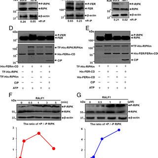 PDF Receptor Kinase Complex Transmits RALF Peptide Signal To Inhibit