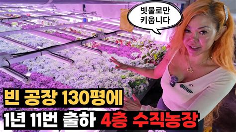 130평 빈 공장에서 일년내내 수확하는 실내수직농장 Youtube