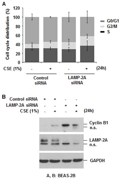 Knockdown Of Lamp 2a Enhanced Cse Induced G2m Cell Cycle Arrest A