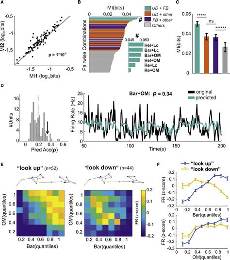 Look Up And Look Down Neurons In The Mouse Visual Thalamus During Freely Moving Exploration