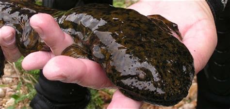Conservation Plan For The Ozark Hellbender The Rhamphotheca