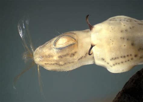 Stratiomyidae Larvae