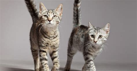Filhote De Cruzamento De Gato Com Cachorro Fdplearn