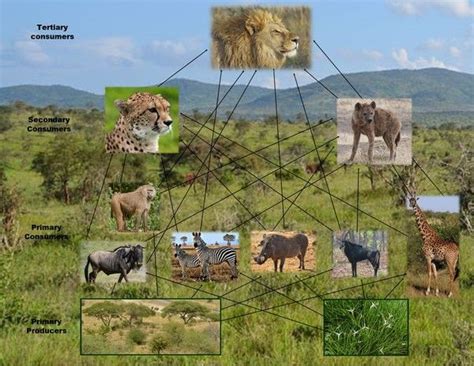 Tropical Savanna Food Web Savanna Savannah Webs Producers Begins