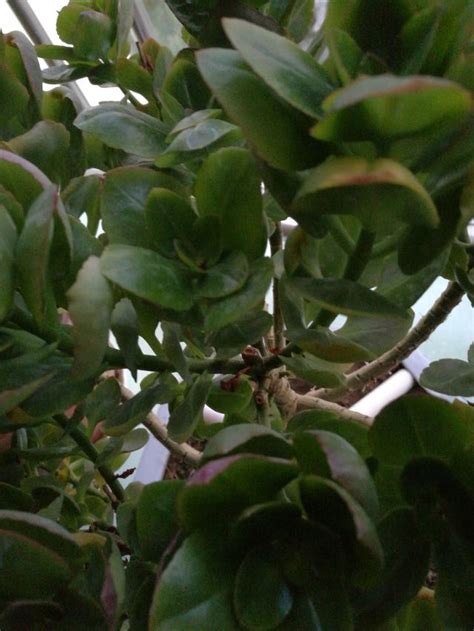 這盆花什麼原因造成這樣狀況 每日頭條