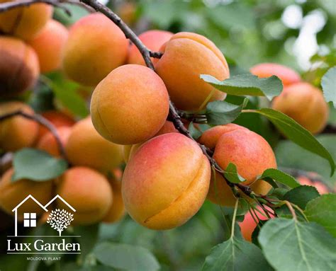 Cais De Mijloc Lux Garden