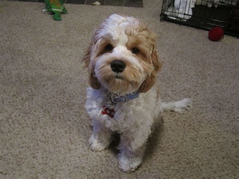 Cockapoo Puppy On Carpeted Floor
