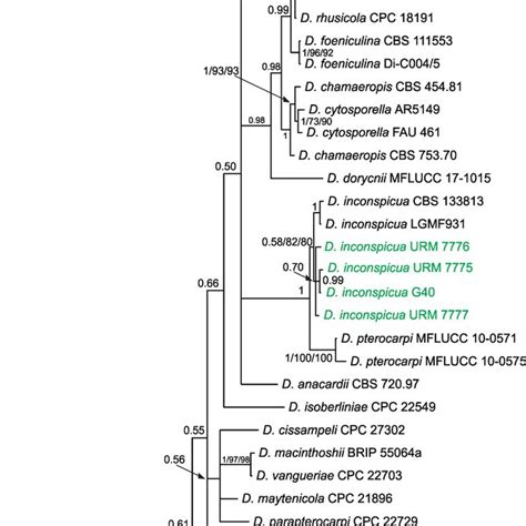 Bayesian Inference Tree Obtained From Data Set Of 15 Taxa Including Download Scientific Diagram