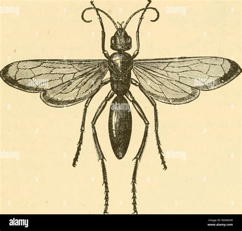 How To Draw A Tarantula Hawk Tarantula Hawk Drake Were Released On May 21 2016 Alongside Nexus