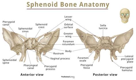 Sphenoid Bone Location Function Anatomy And Labeled Diagram