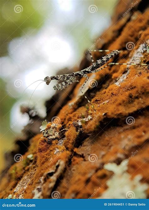 Small Grasshopper Step On A Tree Alone In Tropical Forest Stock Image
