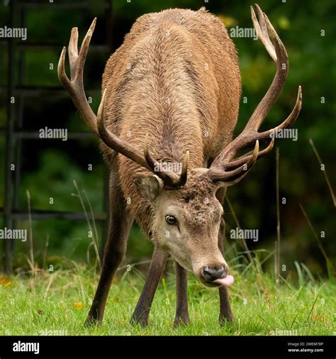 Stag Blowing A Raspberry Uk Hilarious Images Show A Majestic Red Deer Stag Blowing A Raspberry