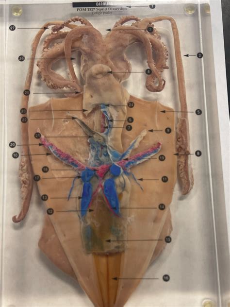 Squid Dissection Diagram Quizlet