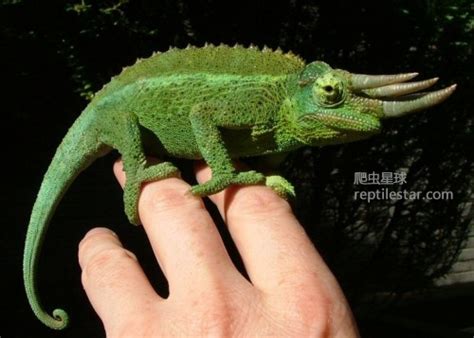Reptilestar