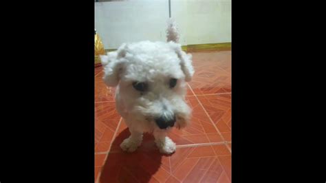 Wenomechainsama Youtube