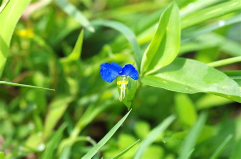 露草